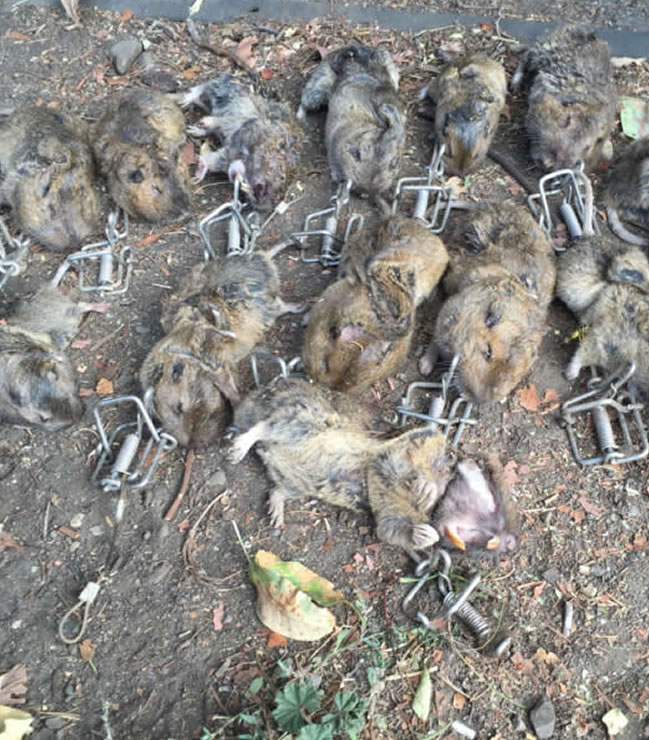 Services - Gophers Control Force in Santa Clara/San Mateo 408-991-2216