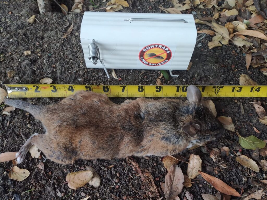 Contact - Gophers Control Force in Santa Clara & San Mateo Counties